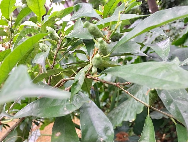 Ficus formosana - EcuRed