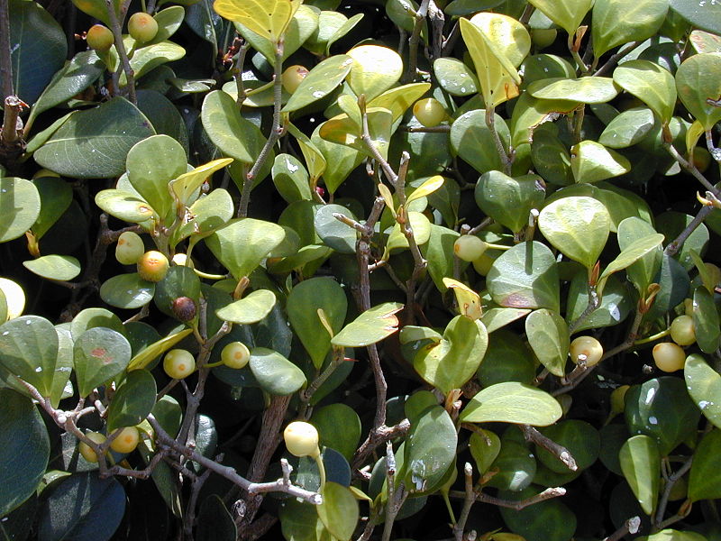 Ficus deltoidea - EcuRed