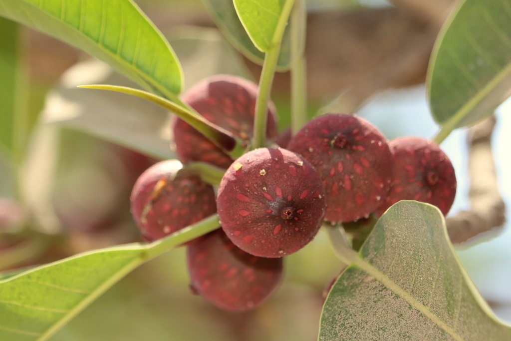 Ficus tamayoana - EcuRed