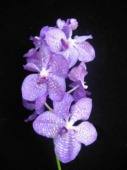 Vanda - EcuRed