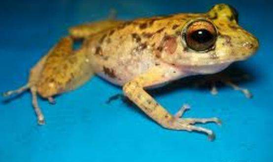 Eleutherodactylus pezopetrus - EcuRed