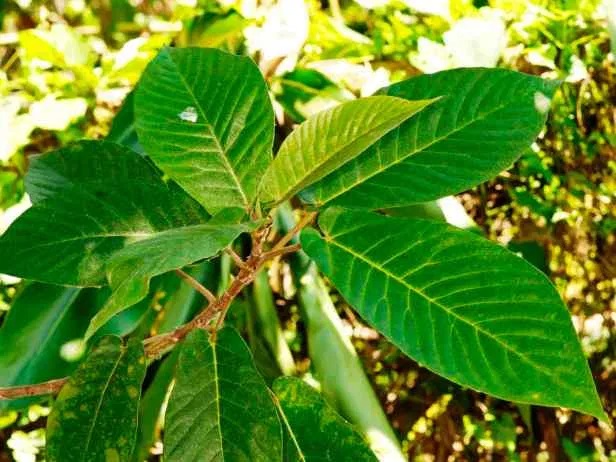 Ficus cereicarpa - EcuRed