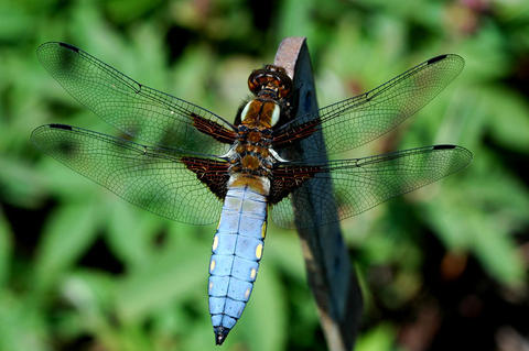 Libellula depressa - EcuRed