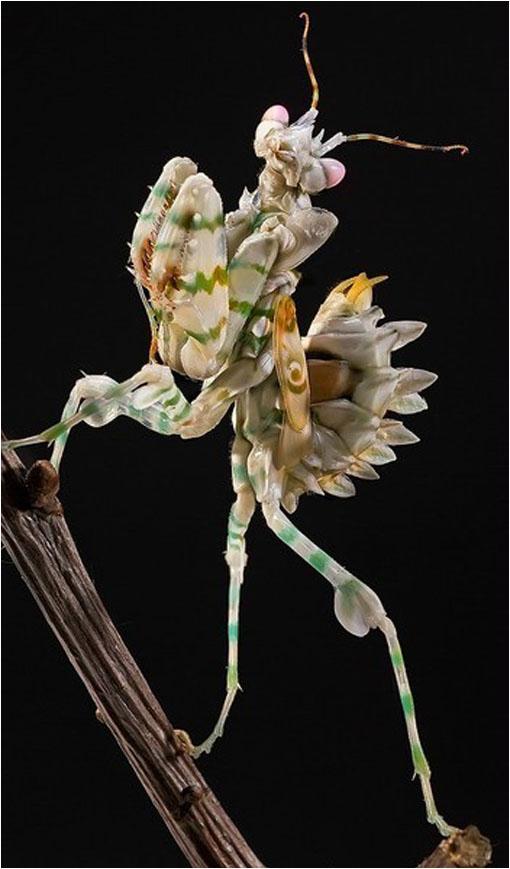 Mantis Flor Espinosa - EcuRed