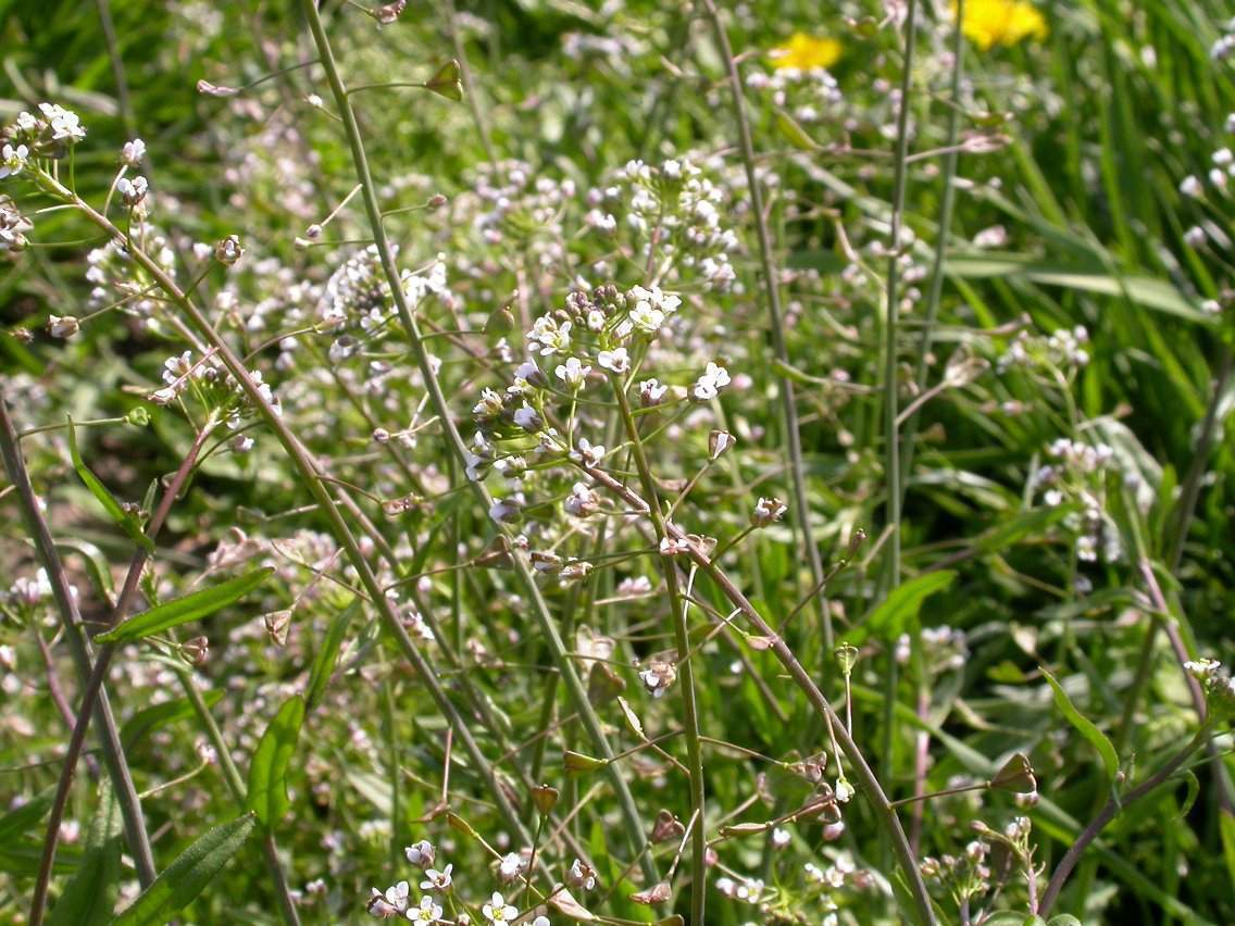 Capsella bursa-pastoris - EcuRed