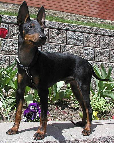 Manchester terrier - EcuRed