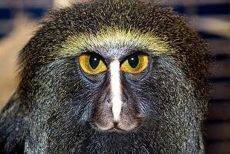 Mono cara de búho - EcuRed