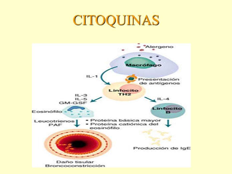 Citoquina - EcuRed