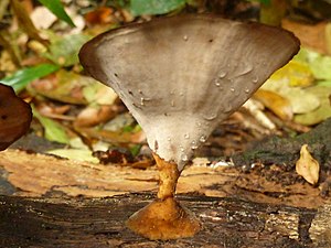 Microporus xanthopus - EcuRed