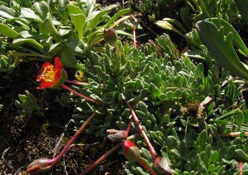 Calandrina Caespitosa - EcuRed