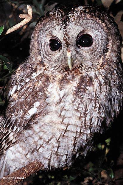 Cárabo común - EcuRed