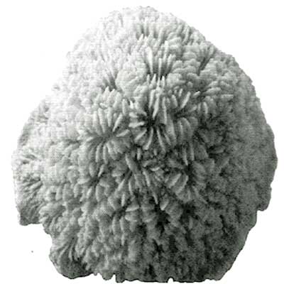 Favia fragum - EcuRed