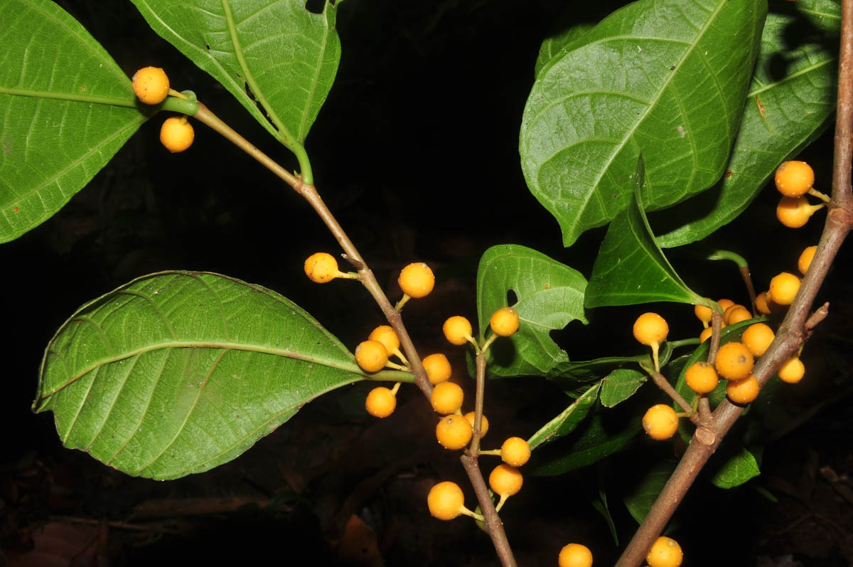 Ficus ampelas - EcuRed
