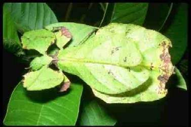 Insecto hoja - EcuRed