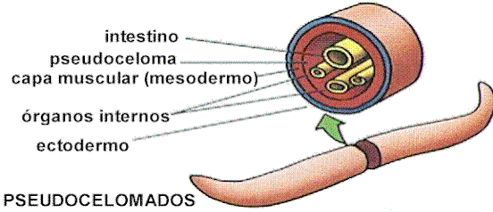 Pseudocelomados - EcuRed