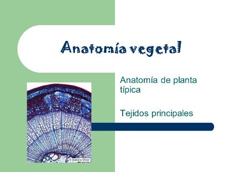 Anatomía vegetal - EcuRed