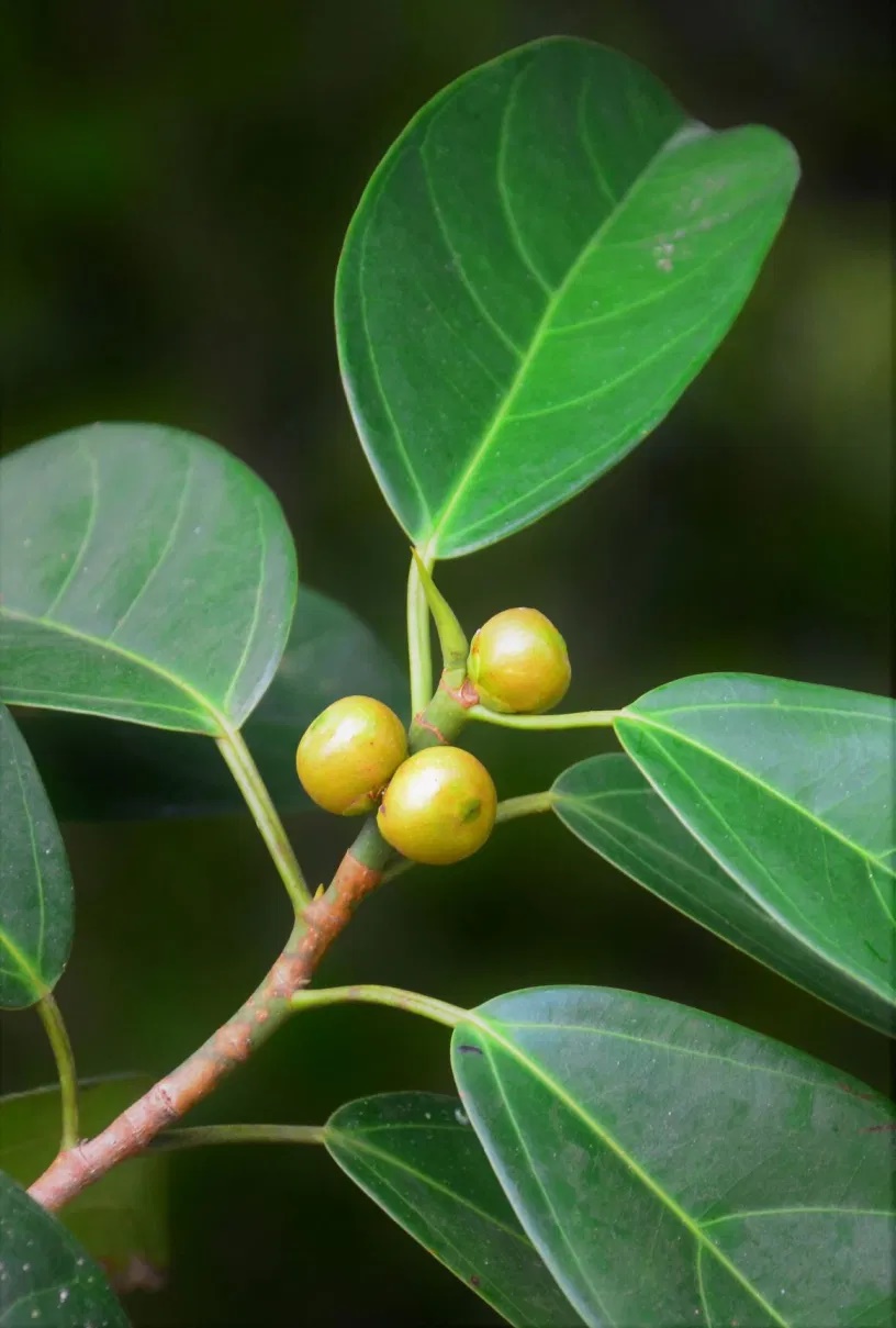 Ficus subgelderi - EcuRed