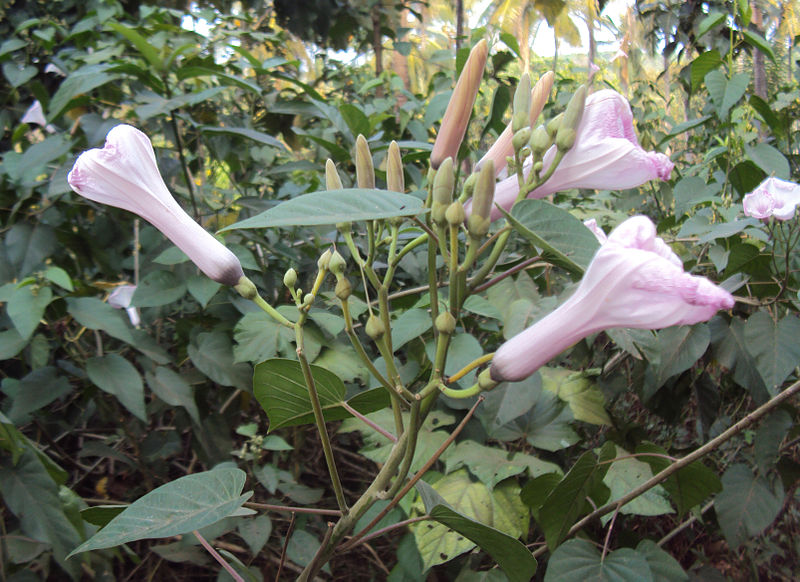 Ipomoea carnea - EcuRed