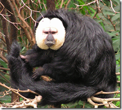 Parque Nacional Canaima - EcuRed