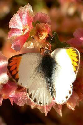 Colotis evagore - EcuRed