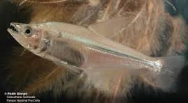 Galeocharax humeralis - EcuRed