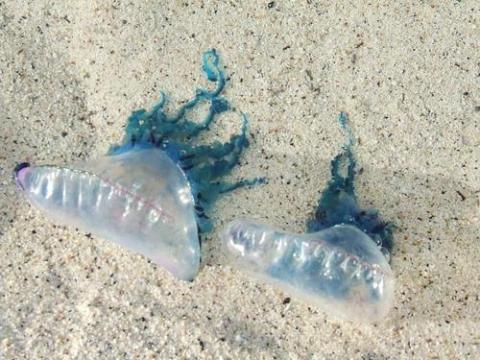 Physalia physalis - EcuRed