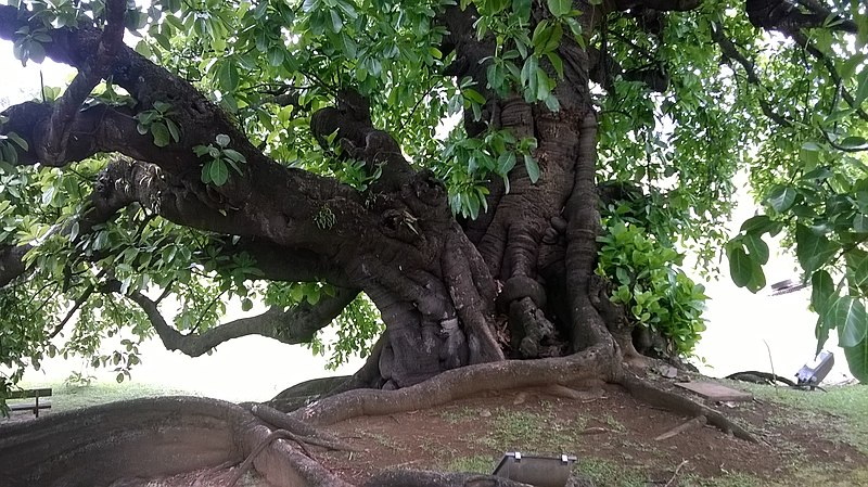 Ficus obtusifolia - EcuRed