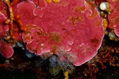 Mesophyllum expansum - EcuRed