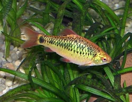 Barbo verde - EcuRed