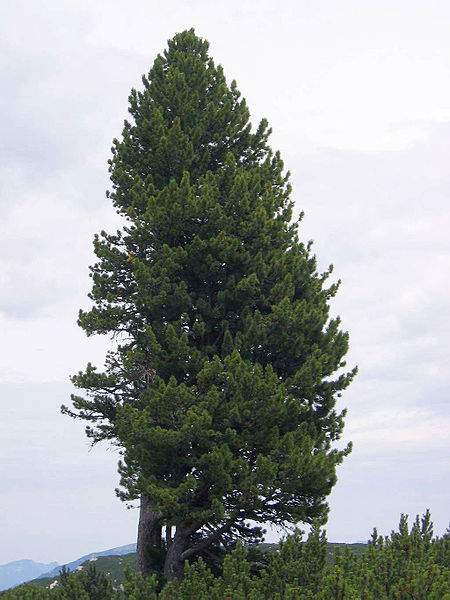Pinus cembra - EcuRed