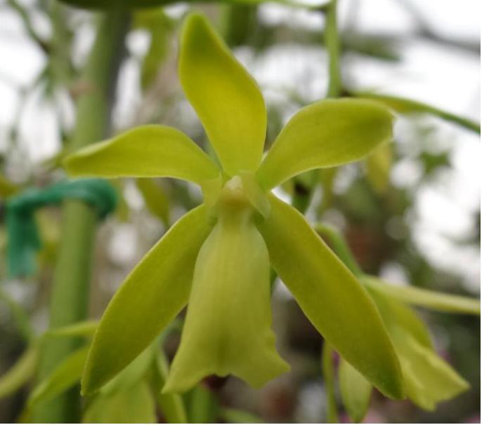 Encyclia rufa - EcuRed