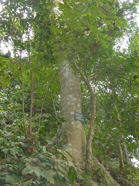 Ficus callosa - EcuRed