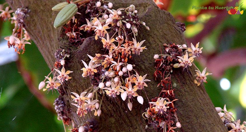 Hymenaea cangaceira - EcuRed