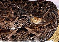 Bothrops - EcuRed