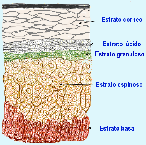 Estrato espinoso - EcuRed