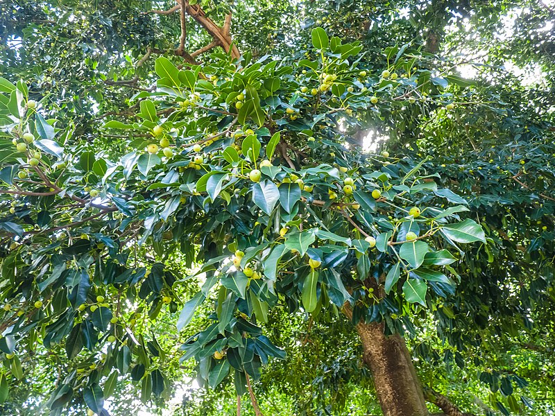 Ficus virgata - EcuRed