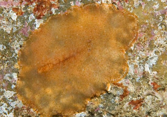 Stylochus pillidium - EcuRed