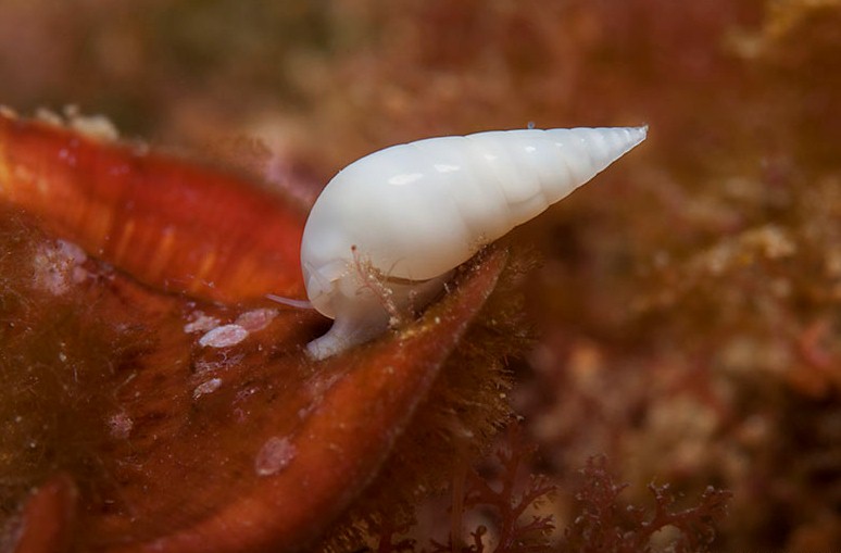 Melanella boscii - EcuRed