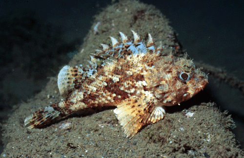 Scorpaena porcus - EcuRed