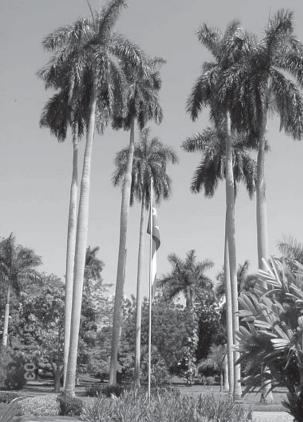 Los árboles en la historia de Cuba - EcuRed