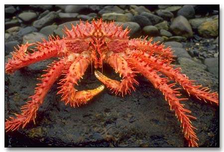 Lithodes antarcticus - EcuRed