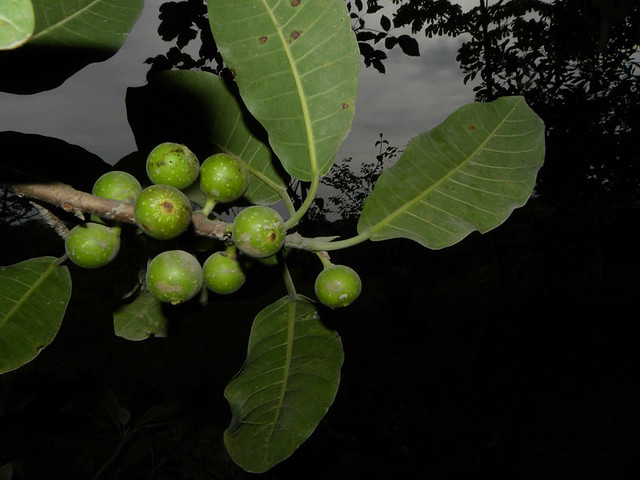 Ficus crocata - EcuRed