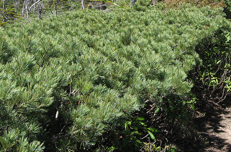 Pinus pumila - EcuRed