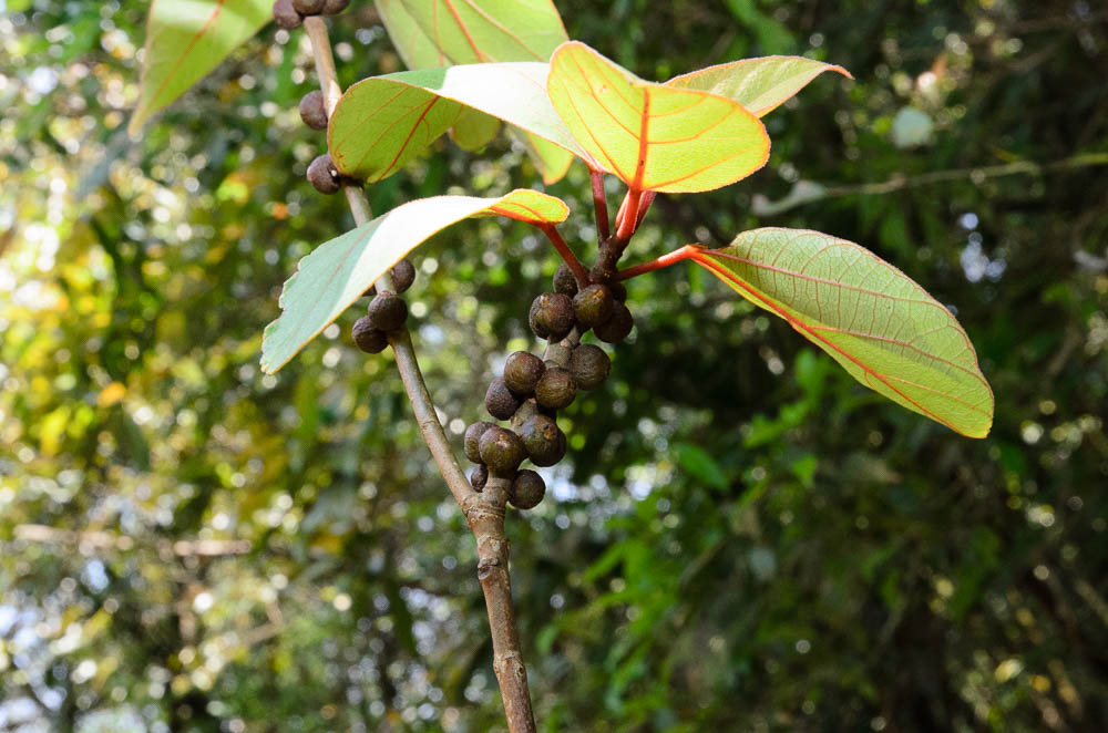 Ficus chapaensis - EcuRed