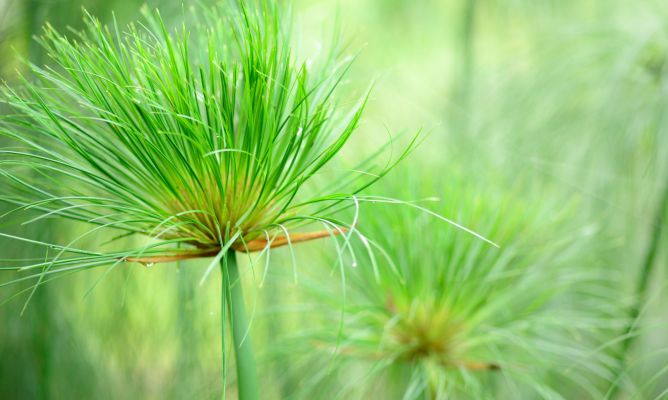 Cyperus Papyrus - EcuRed