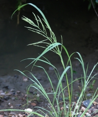 Leptochloa fascicularis - EcuRed