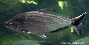 Brycon melanopterus - EcuRed