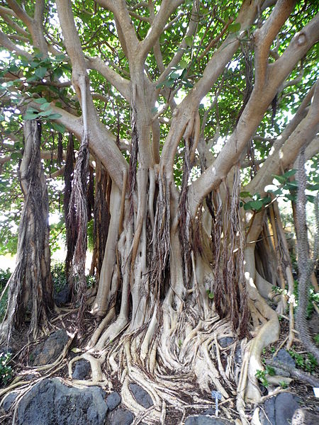 Ficus vasta - EcuRed