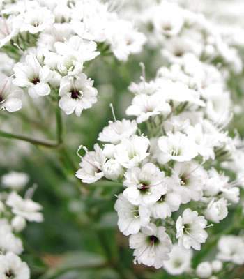 Gypsophila - EcuRed