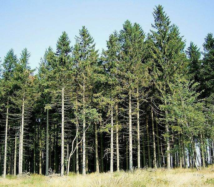 Picea abies - EcuRed